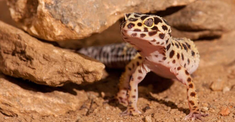 Leopard Gecko Habitat: Where Do Leopard Geckos Live?