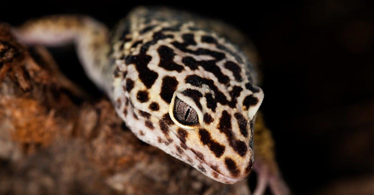 Leopard Gecko Habitat: Where Do Leopard Geckos Live?