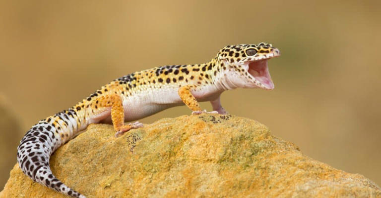 Leopard Gecko Habitat: Where Do Leopard Geckos Live?