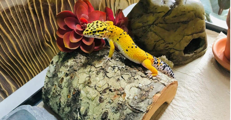 Leopard Gecko Tank Setup Ideas