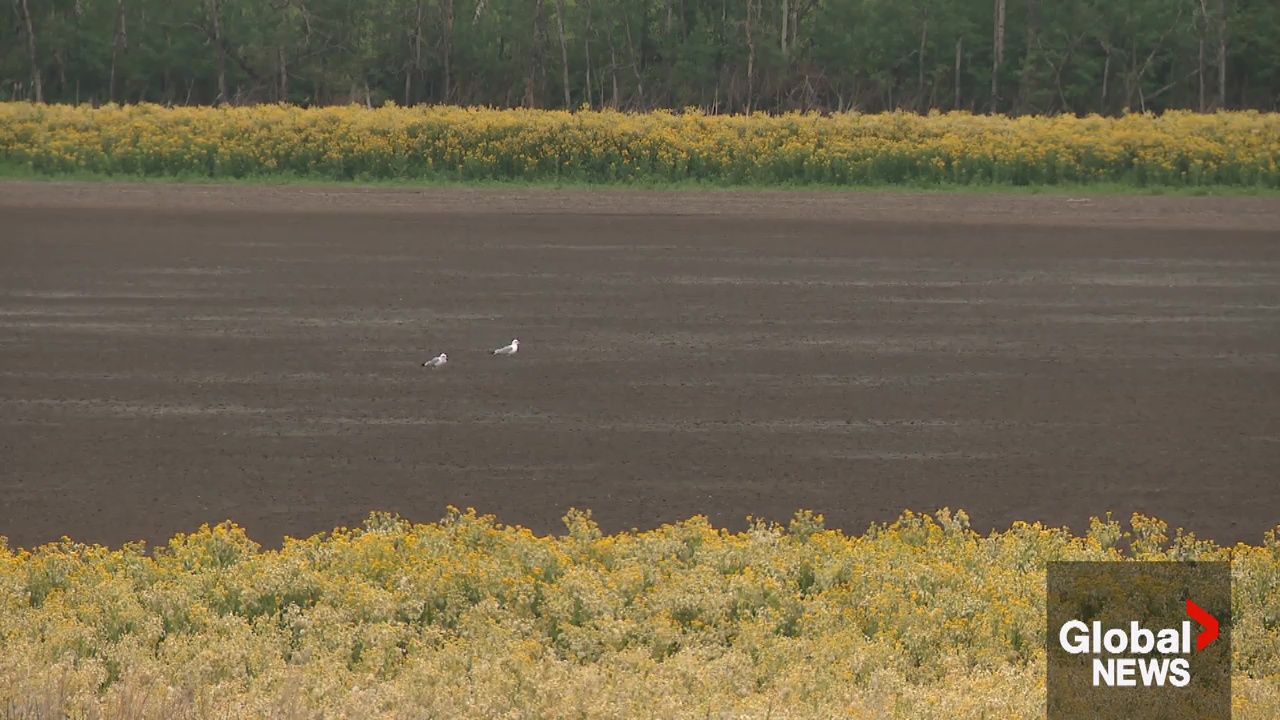 Where did the water go? Poplar Lake dries up in north Edmonton