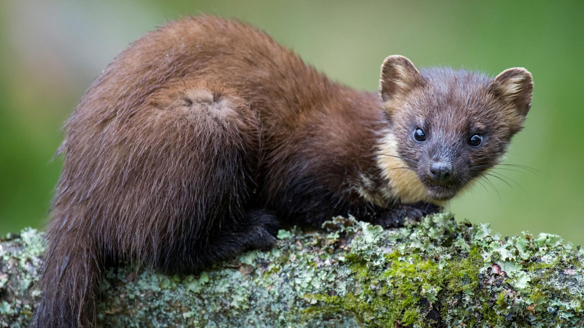 Winterwatch is coming to NI location 'teeming with wildlife'