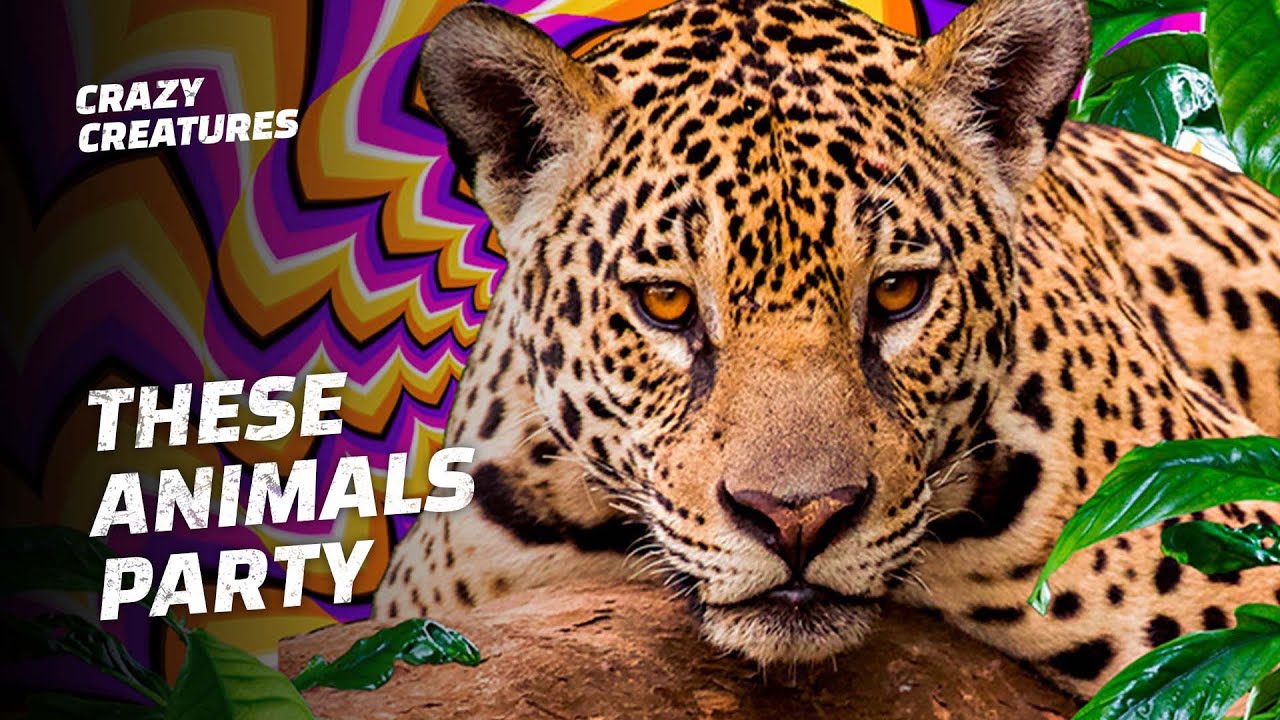 The Science of Animal Intoxication: 5 Fascinating Cases