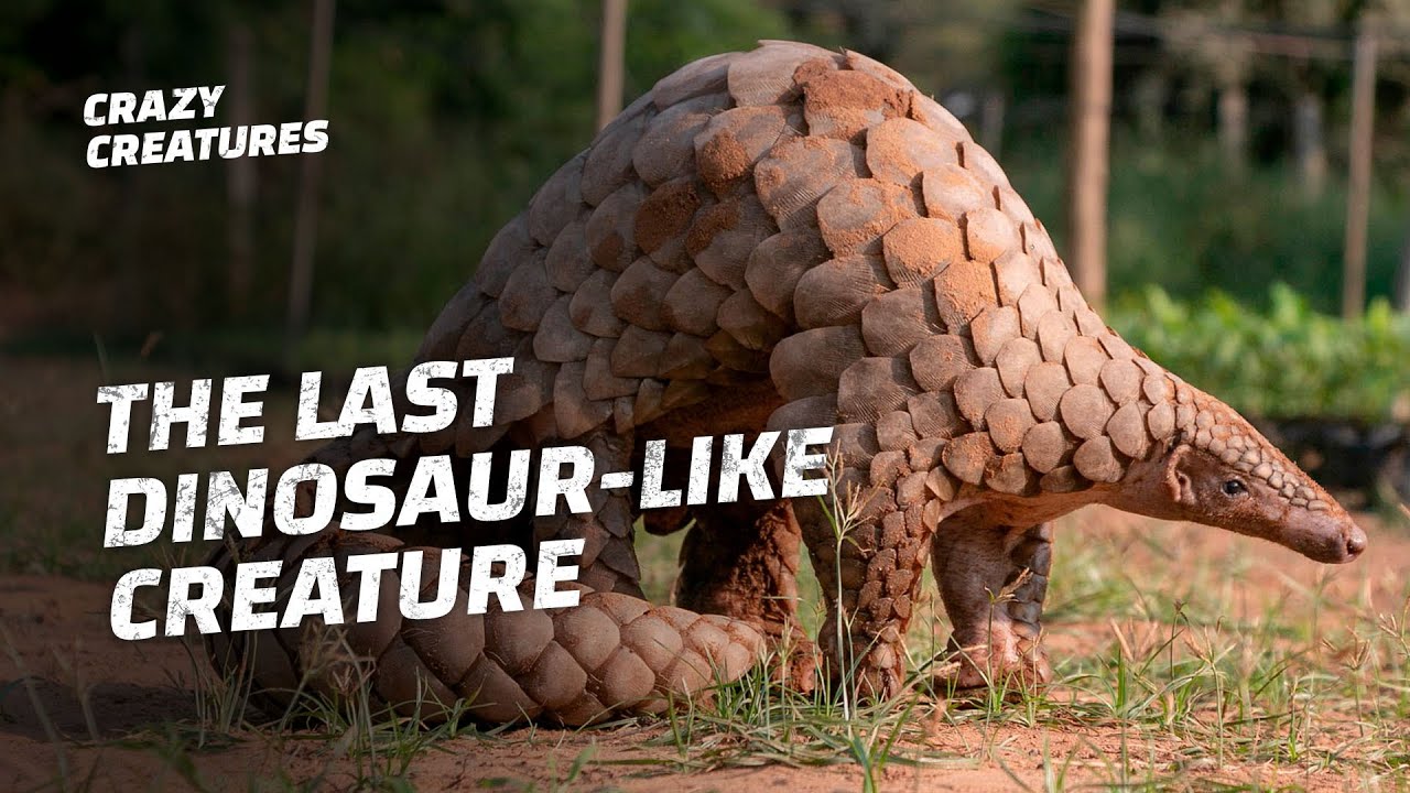 Will This Ancient-Looking Creature Survive? The Pangolin Crisis