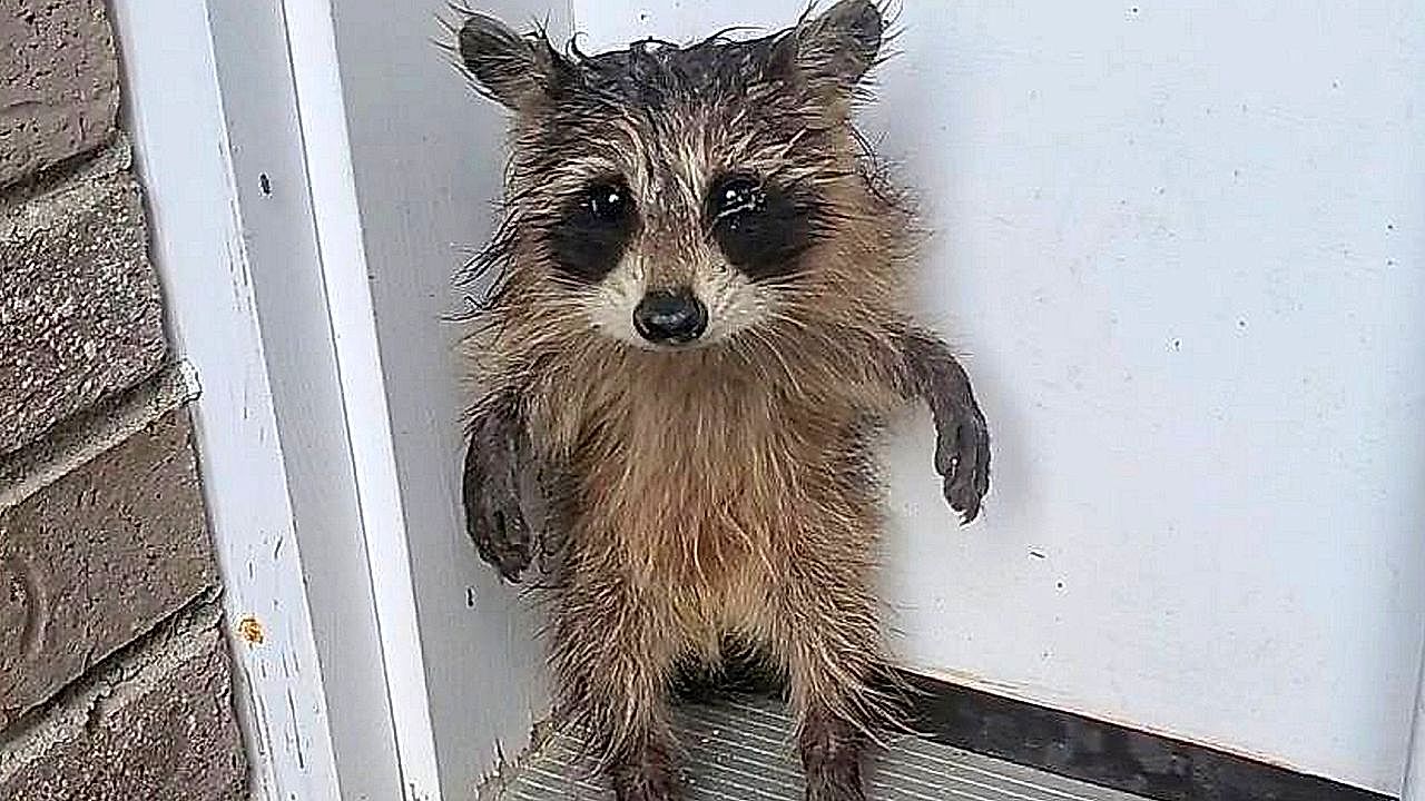 ¡Sorpresa peluda! Un bebé mapache asustado y mojado busca refugio en ...