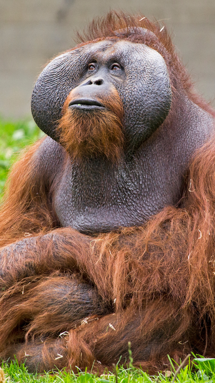 9 unique animals from the monkey and the Great ape family
