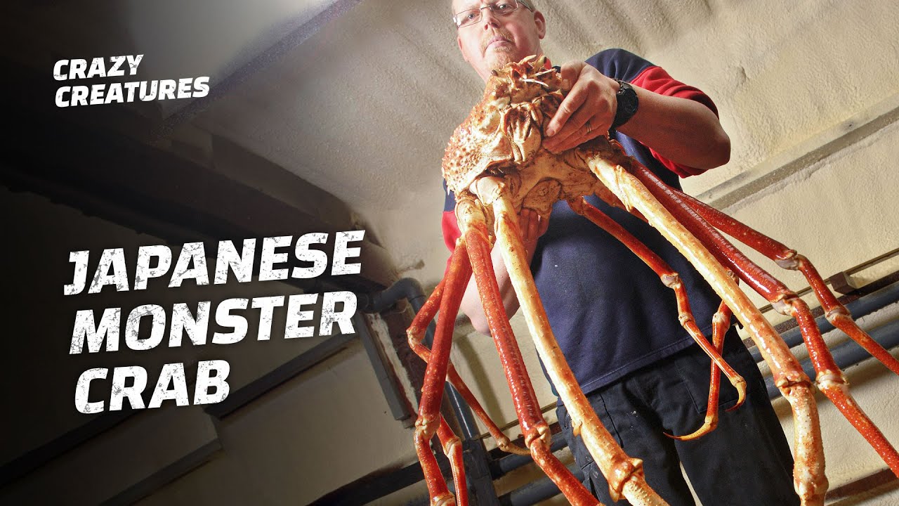 These Deep-Sea Crabs Are More Dangerous Than They Look