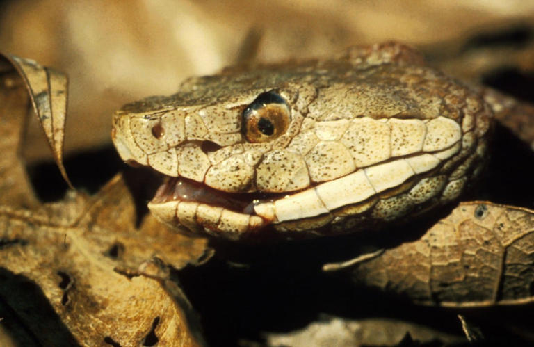 Where are Georgia's most snake-infested lakes?