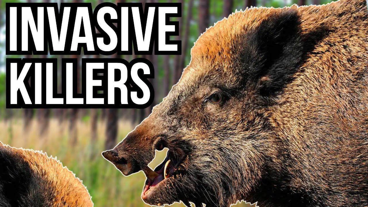 3 Invasive Species That Have Become Killers