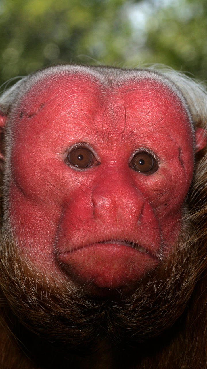 9 unique animals from the monkey and the Great ape family