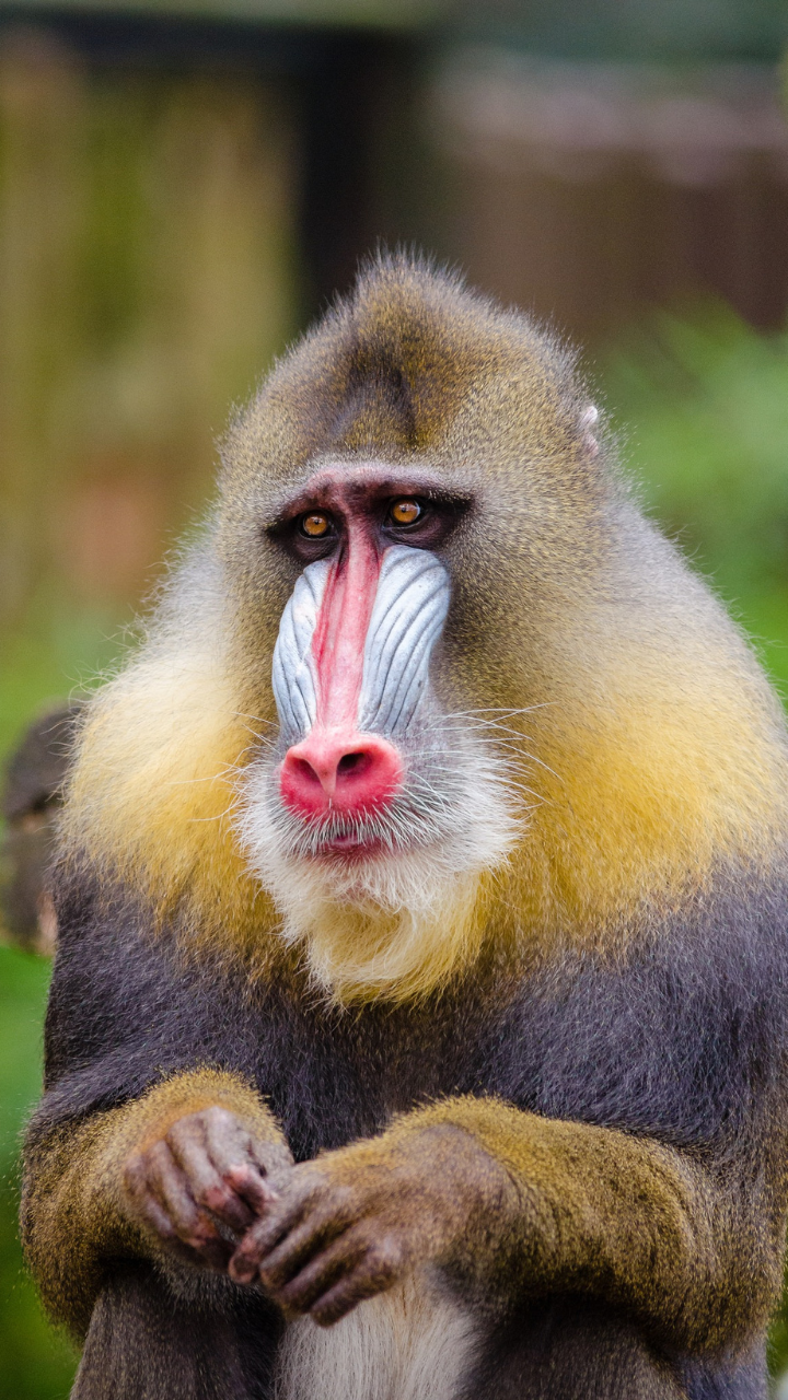 9 unique animals from the monkey and the Great ape family