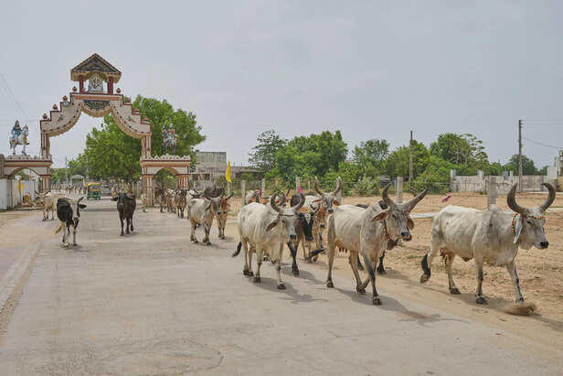 More Than Just a Cow: The Sacred Secret Behind Why India Worships the ...