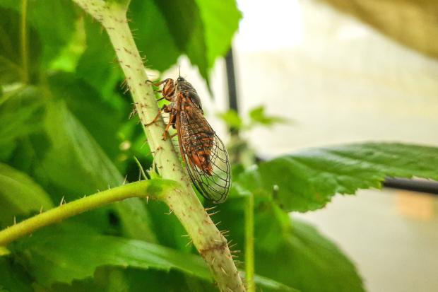 Extinct insect 'back from the dead' in the UK after more than 25 years