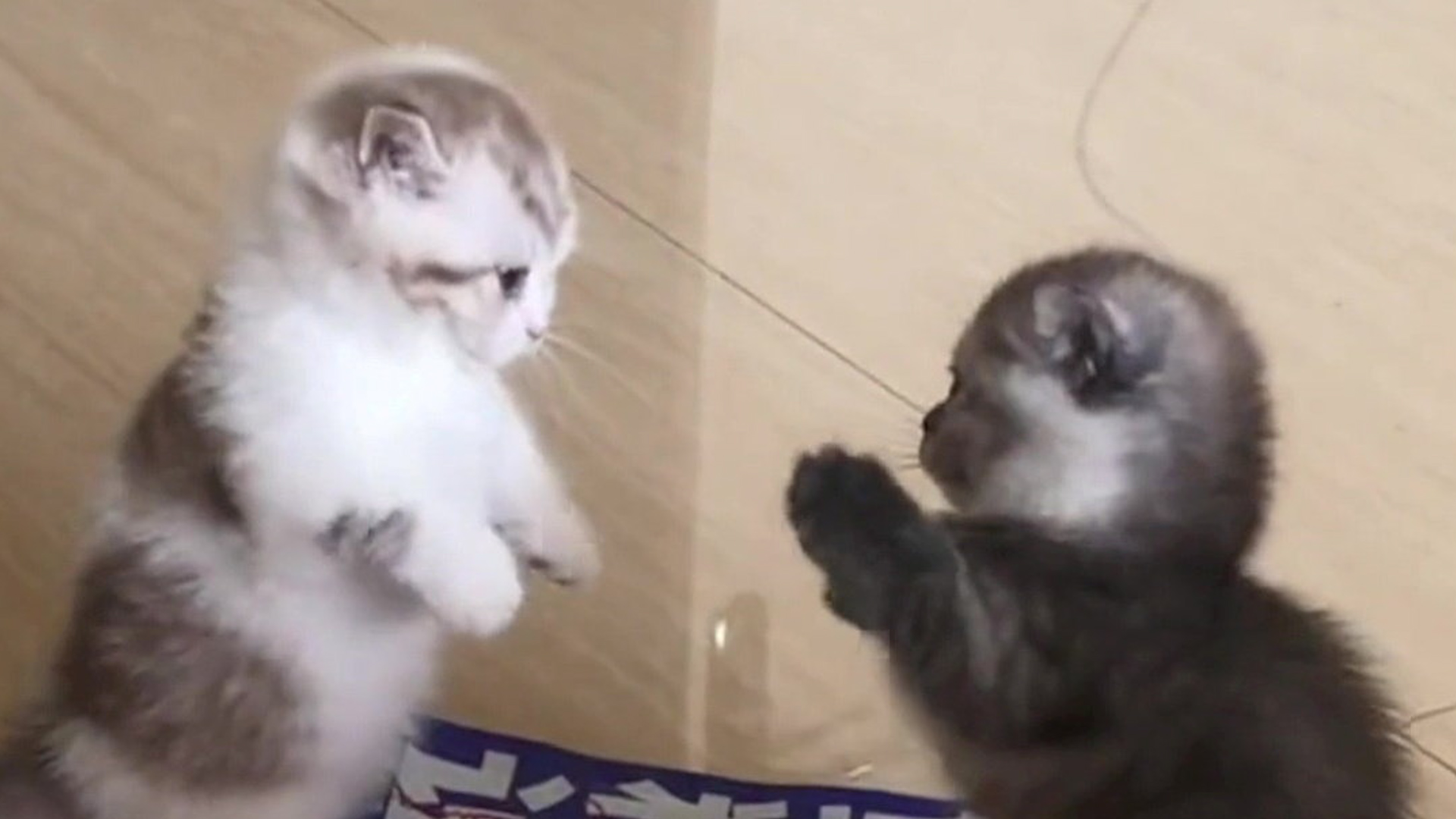 Kittens wage adorably chaotic brawl over plastic bag