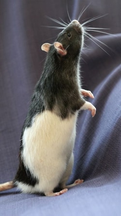 Do animals have a sense of humour? Here’s what science suggests