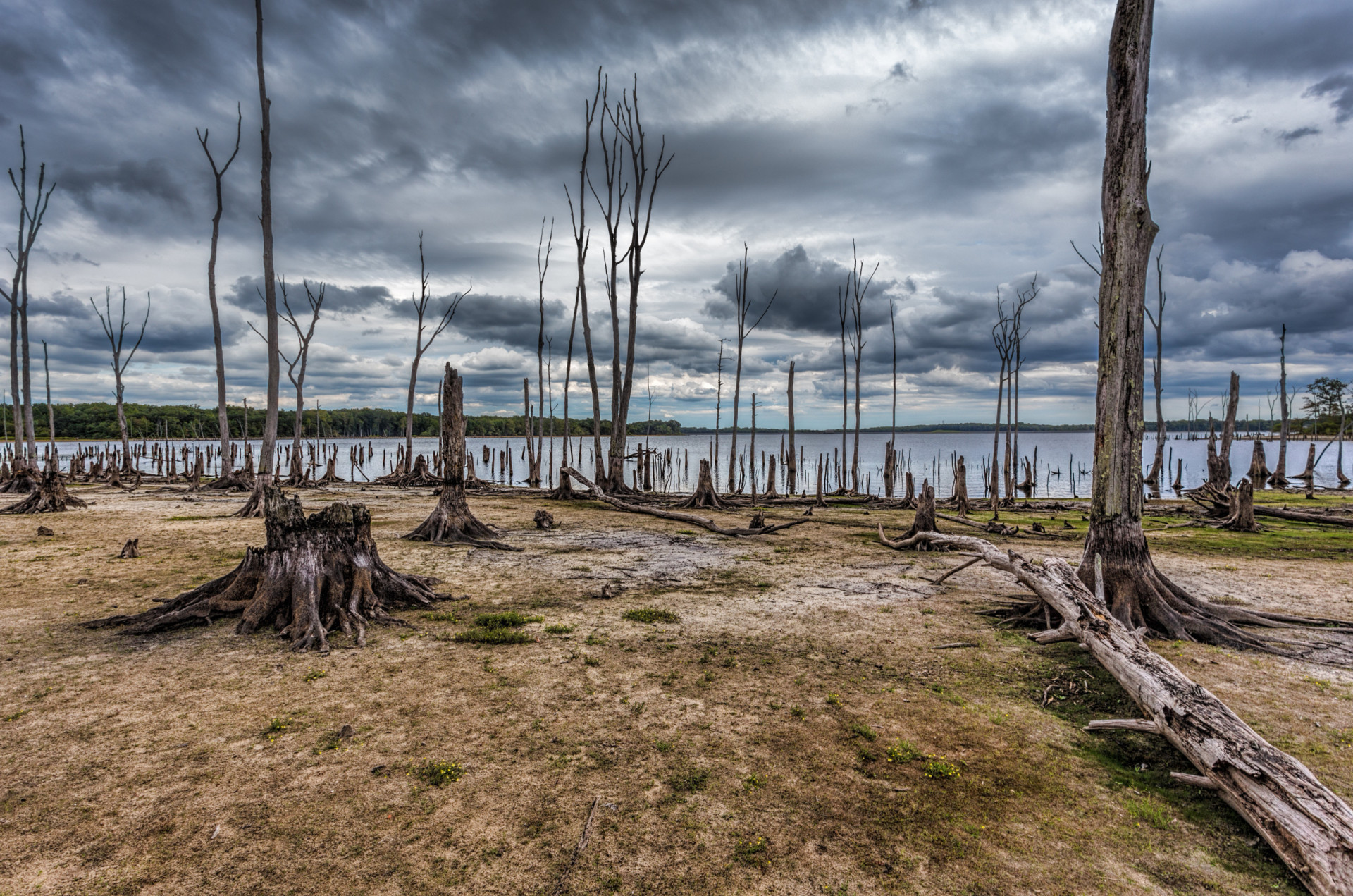 What are ghost forests?