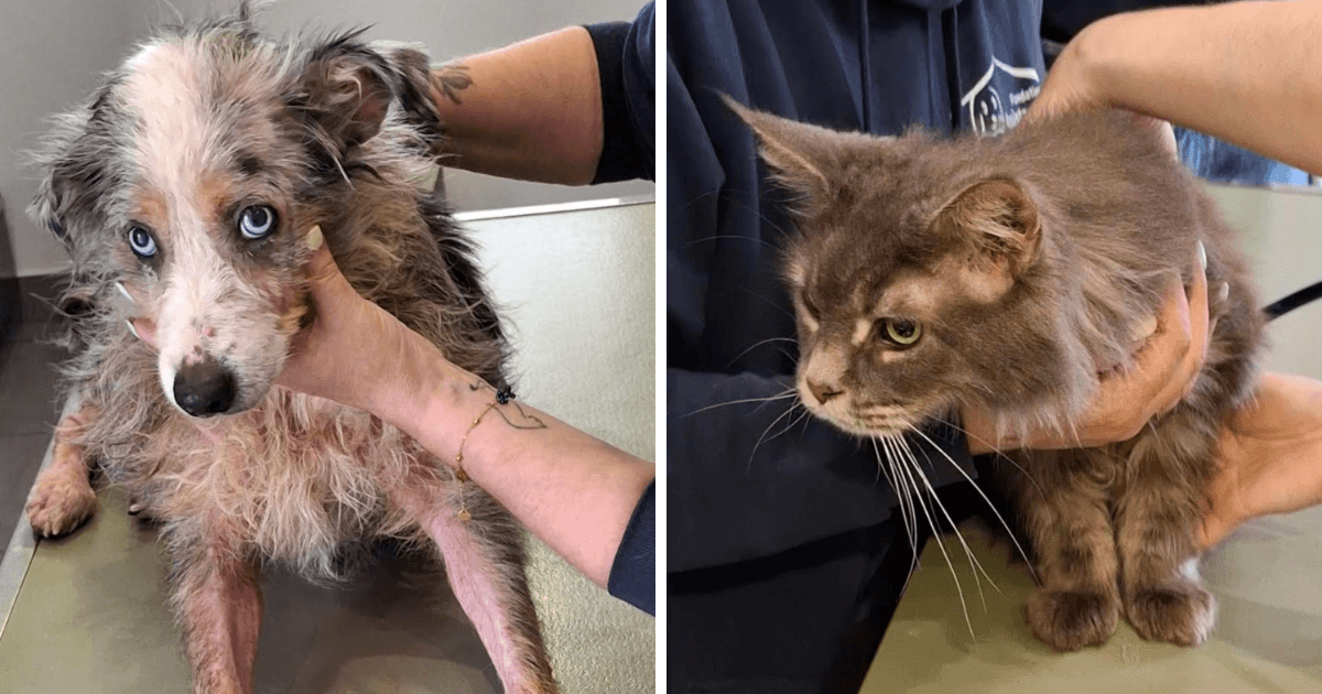 Paris : un chien et un chat sauvés de la maltraitance grâce à la ...
