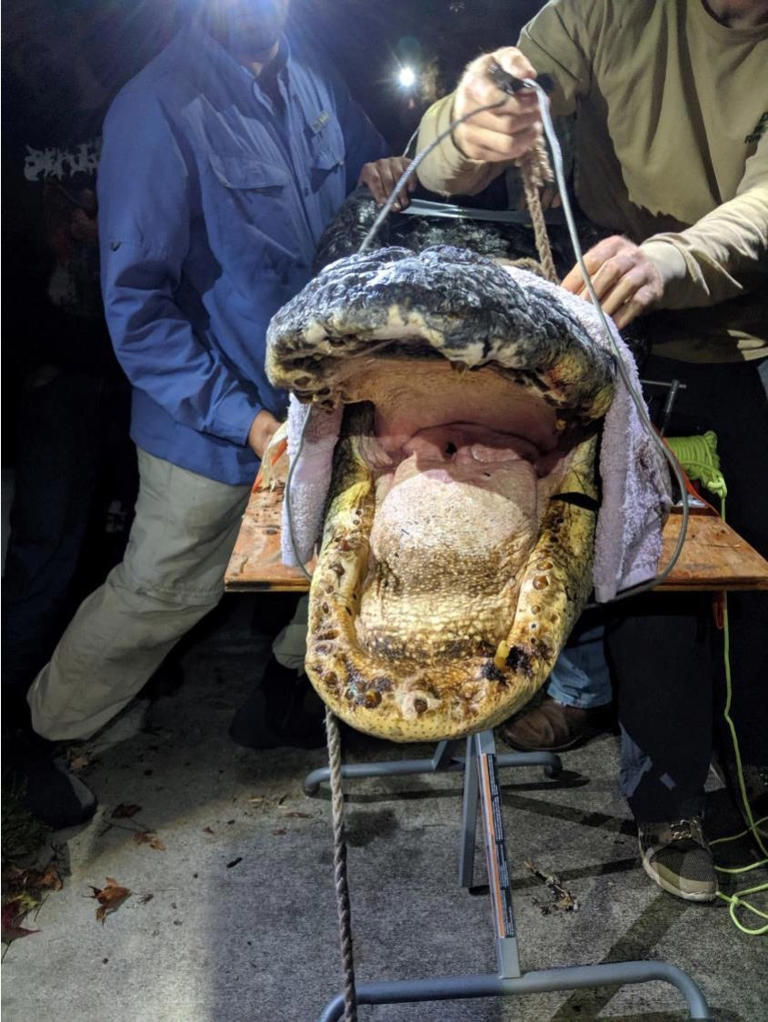 Why are alligators in danger in south Georgia? This toxic metal is ...