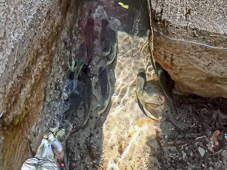 Wiley X Axe Sunglasses Review: Clearly Bold Protection