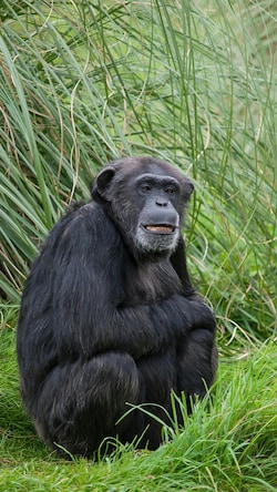 Do animals have a sense of humour? Here’s what science suggests