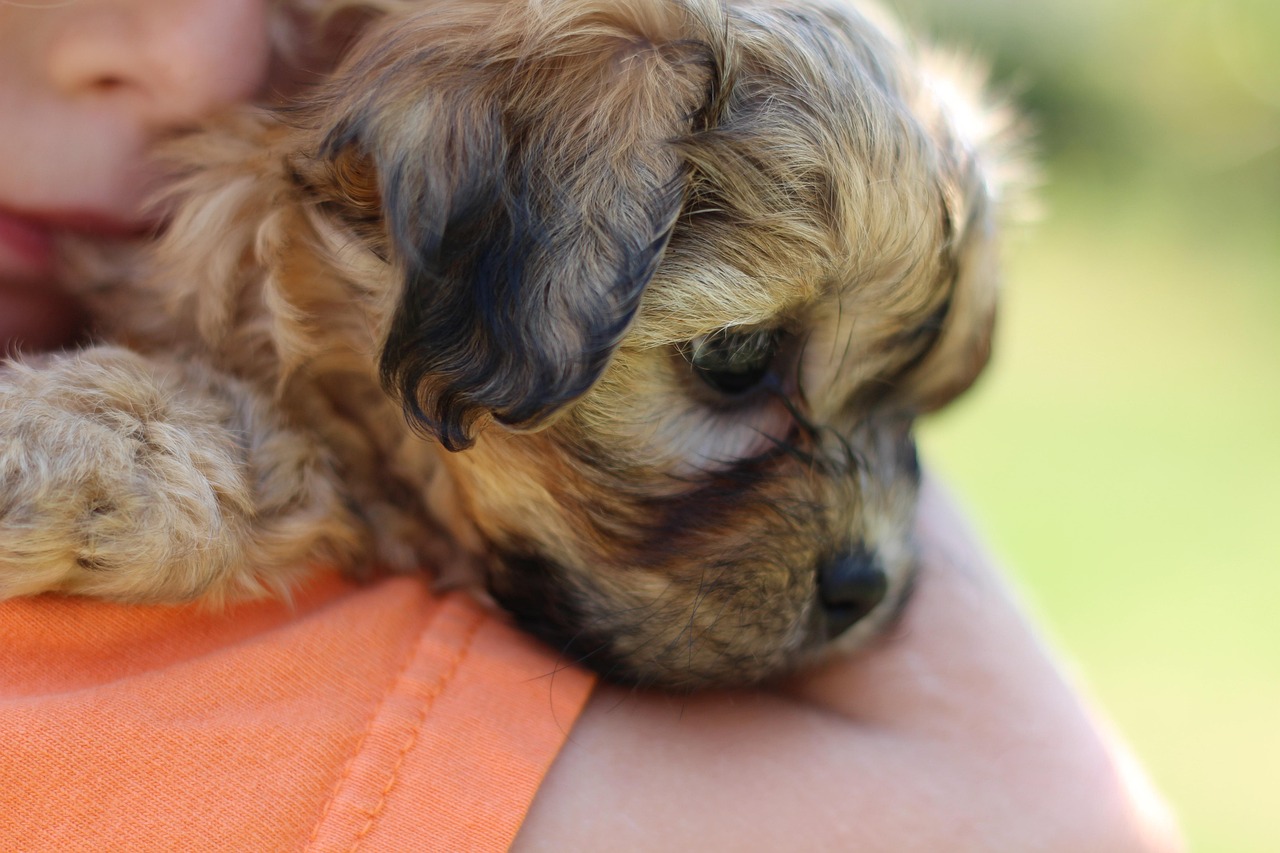 You’re Probably Doing These 15 Things That Dogs Can’t Stand