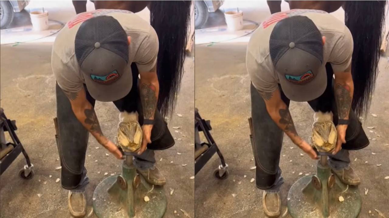 Hoof Care 101 Inside the Work of a Professional Farrier!