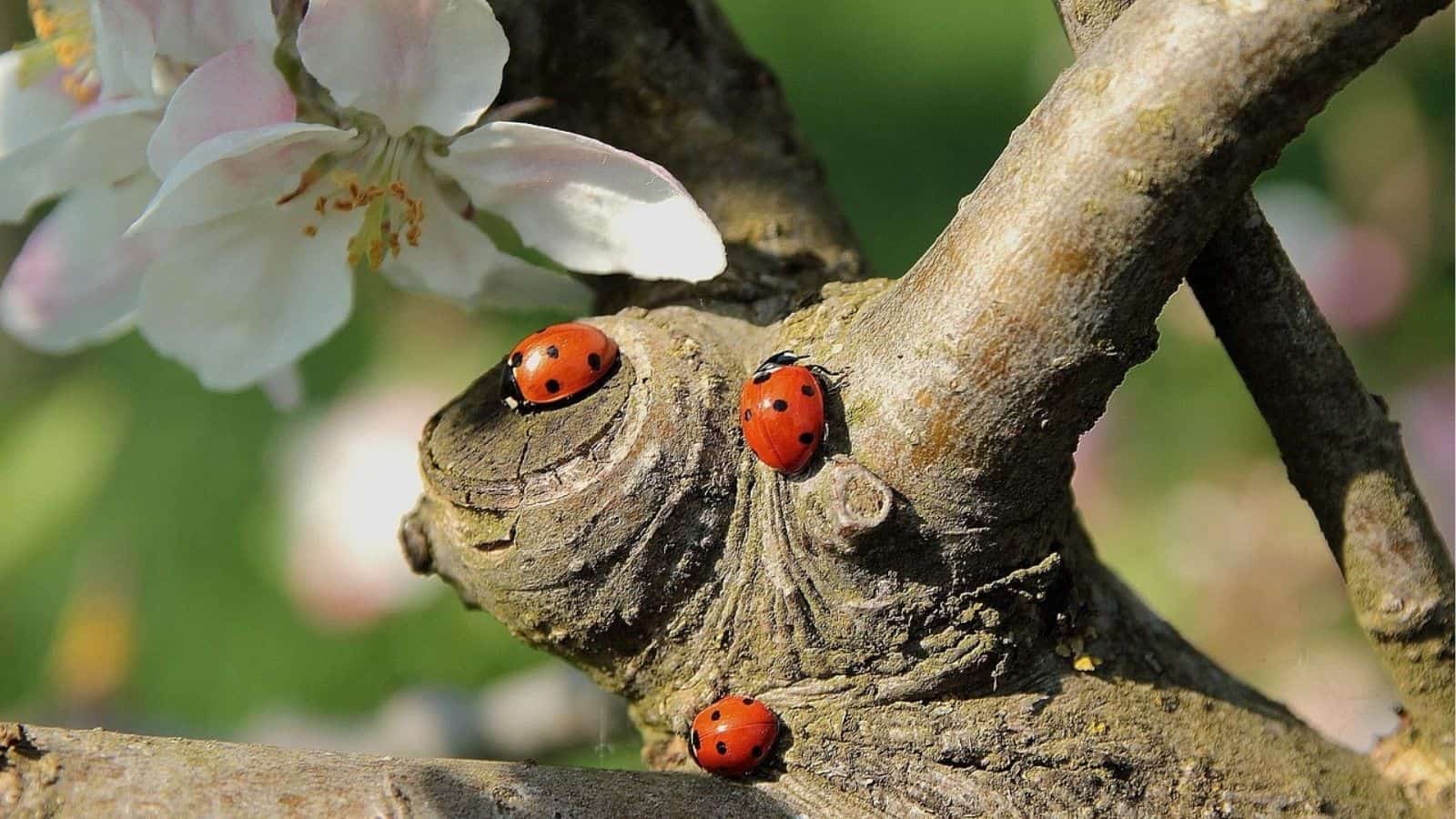 Want More Ladybugs? Grow These 10 Plants in Your Garden