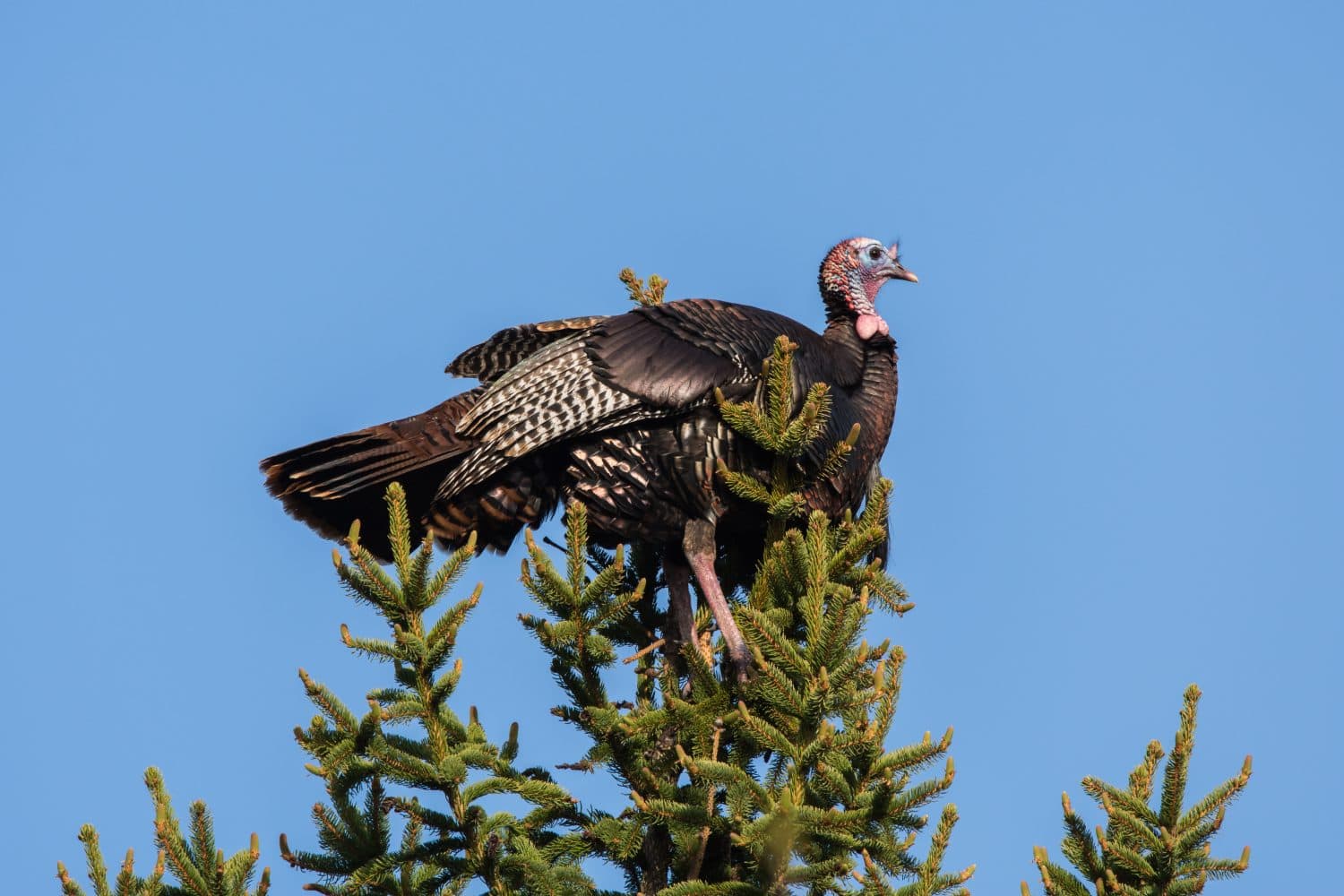 Wild Turkeys Are Overrunning Some States, but Most Americans Don’t Know ...