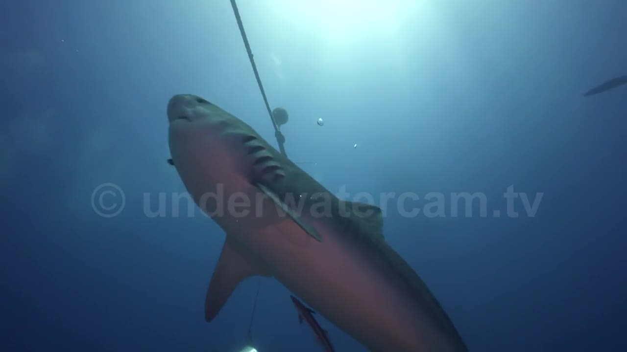 Shark TV - 4K video of a big tiger shark swallowing a massive tuna head
