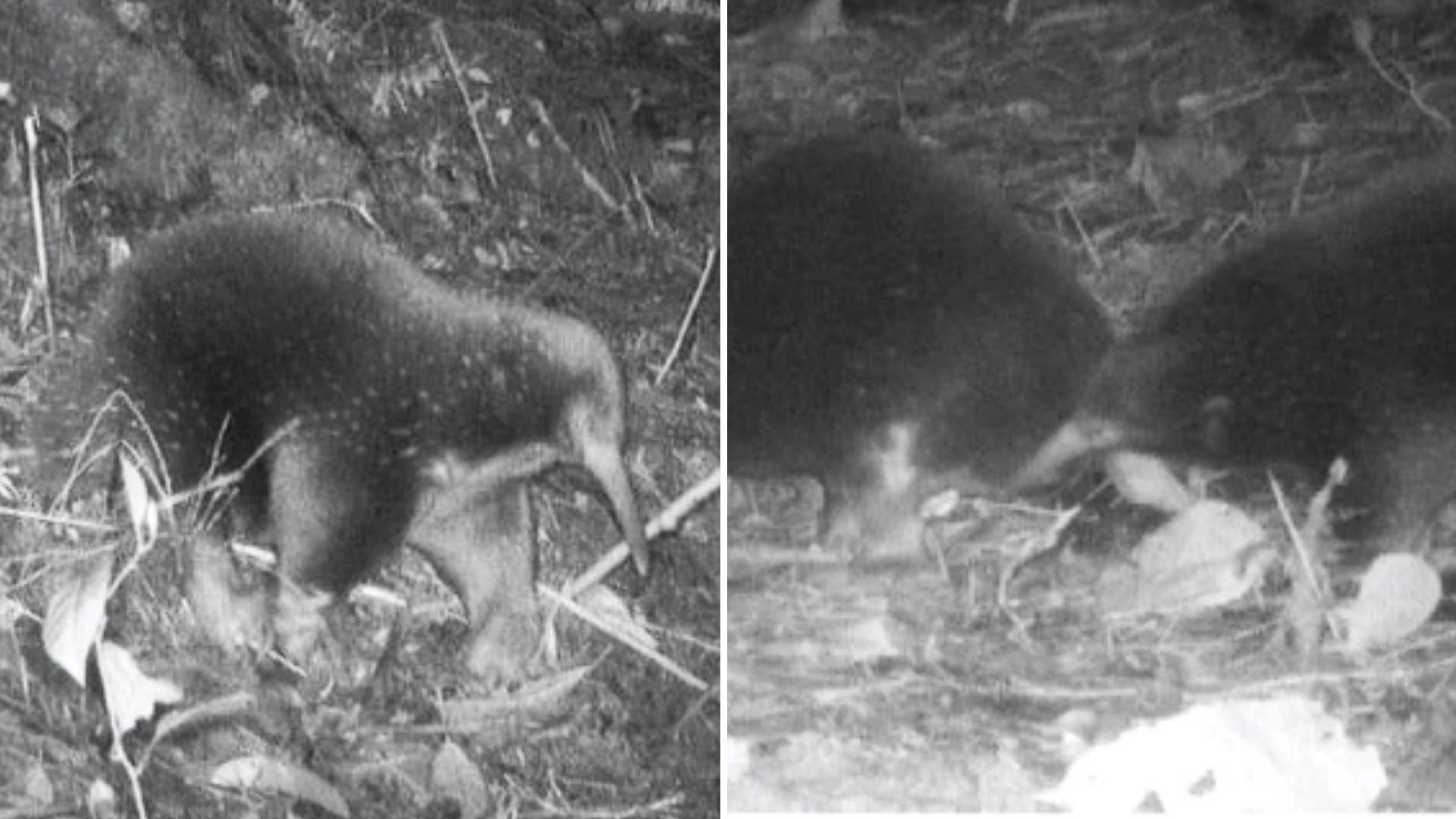 ‘Living fossil’ found: One of Earth’s rarest mammals rediscovered in ...
