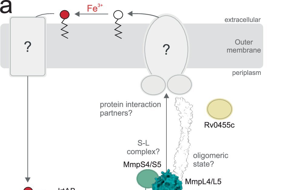 Molecular structure of tuberculosis efflux pump reveals how bacteria ...