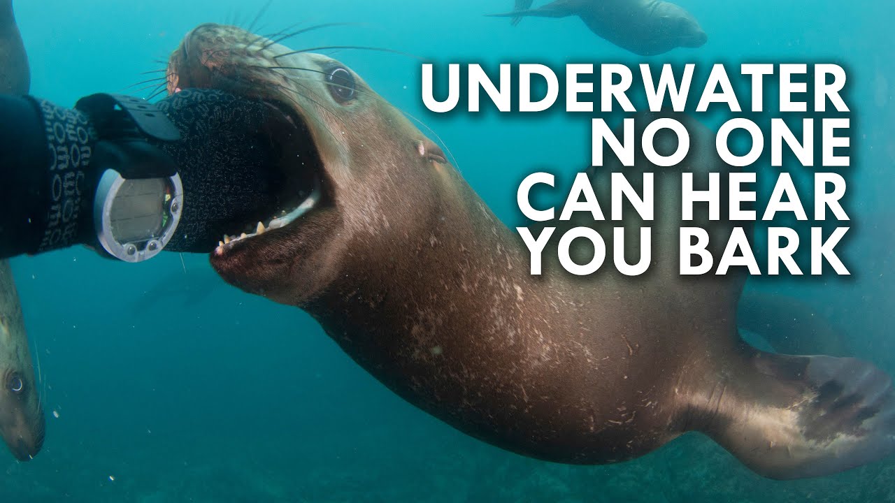 Sea Lion: The Grizzly Bear of the Sea