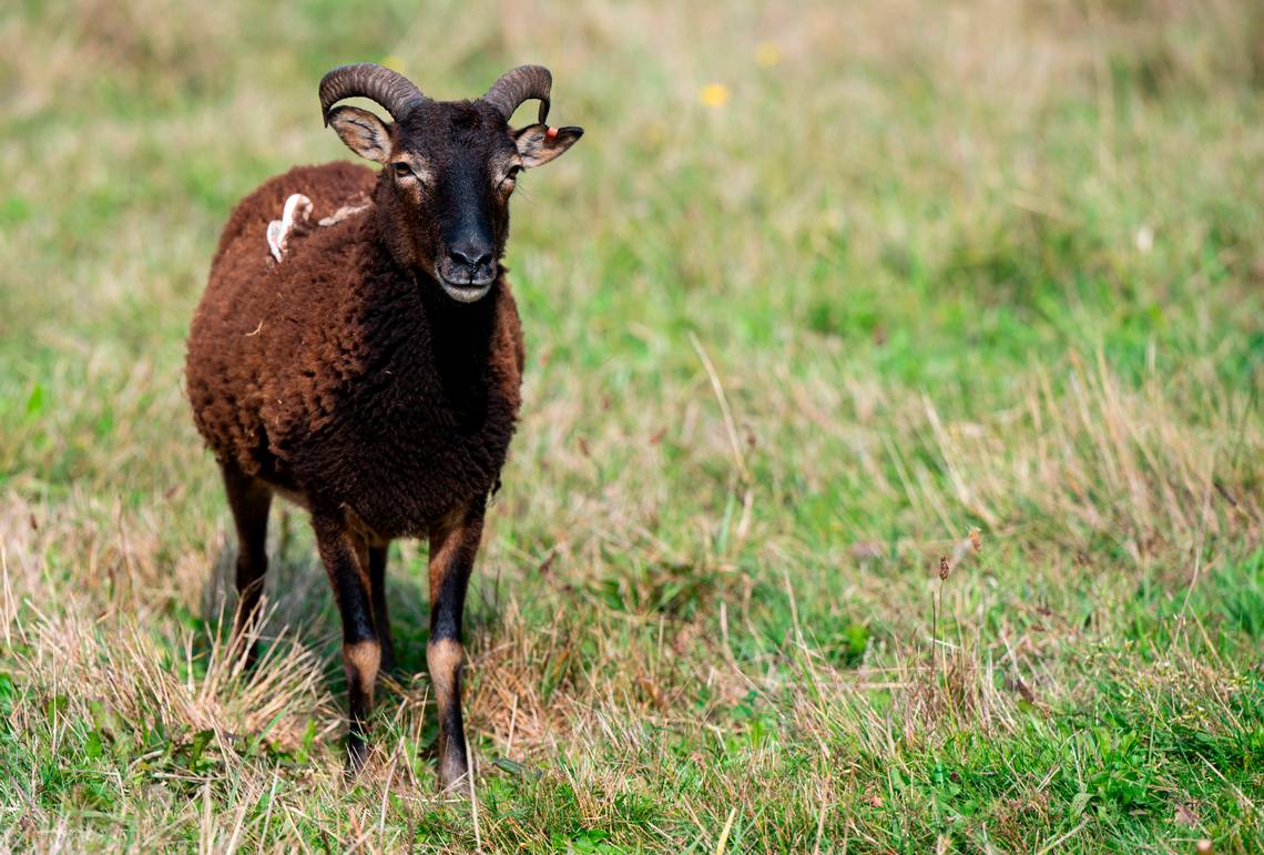 WA animal laws and recent changes that affect pets and wildlife