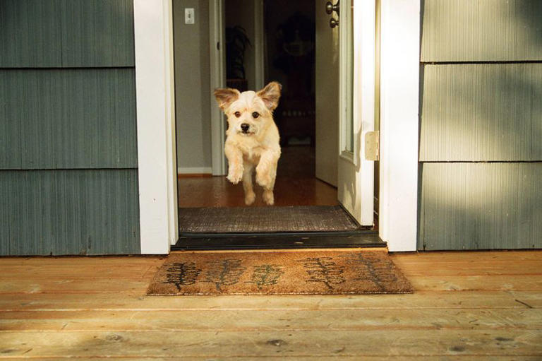 Dog trainer's simple trick stops pets running outside when the door opens