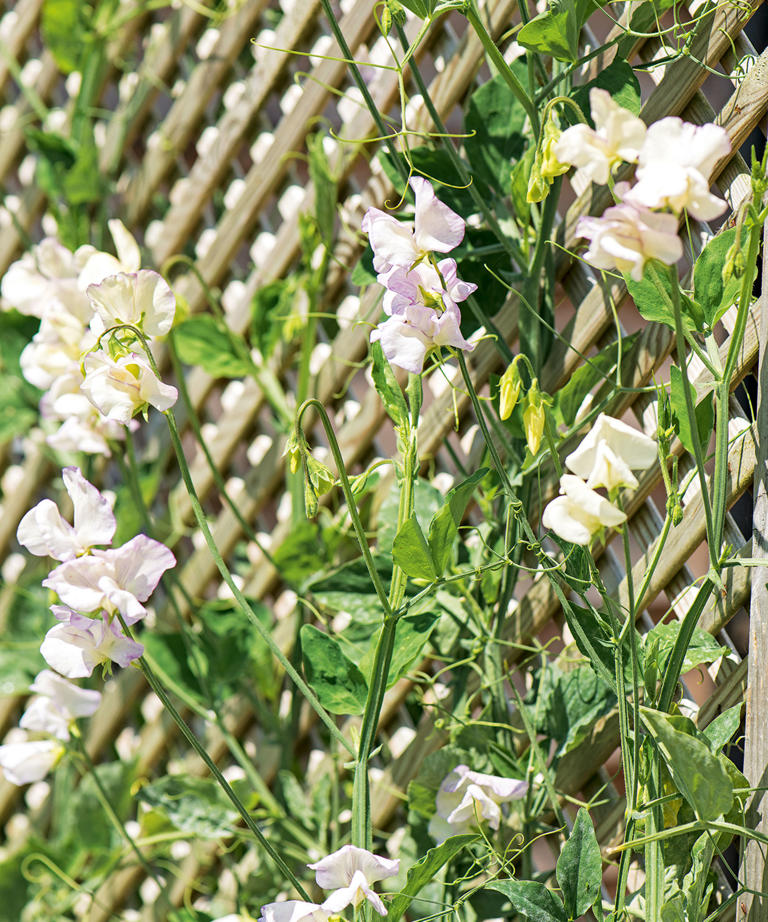 5 portable garden ideas for renters: beautiful planting schemes you can ...