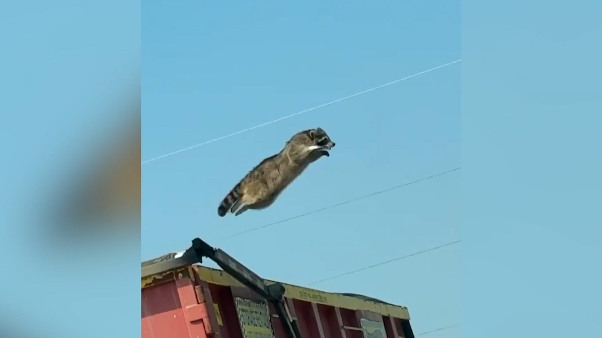 Raccoon takes big leap of faith as it jumps out of moving truck ...