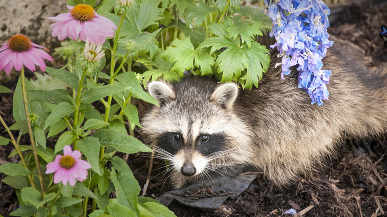 The Key To Keeping Animals Out Of Your Compost Lies In Your Garden