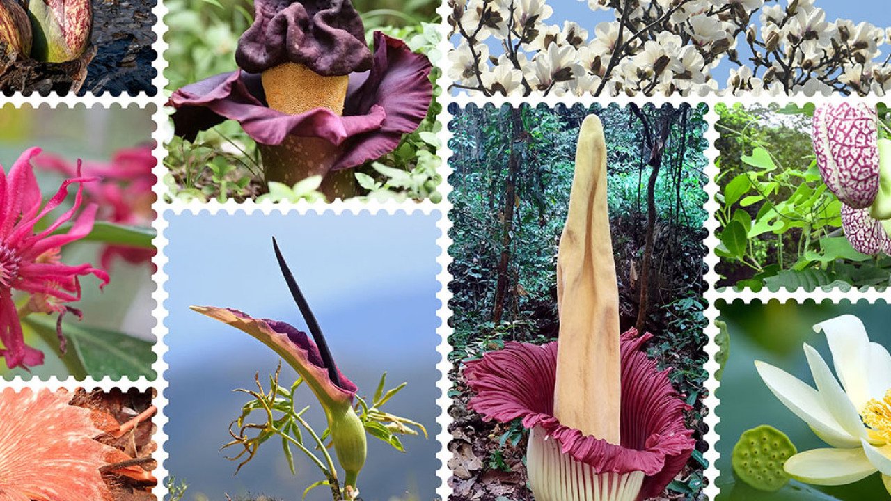 Rotten tricks: How hot and stinky plants woo pollinators