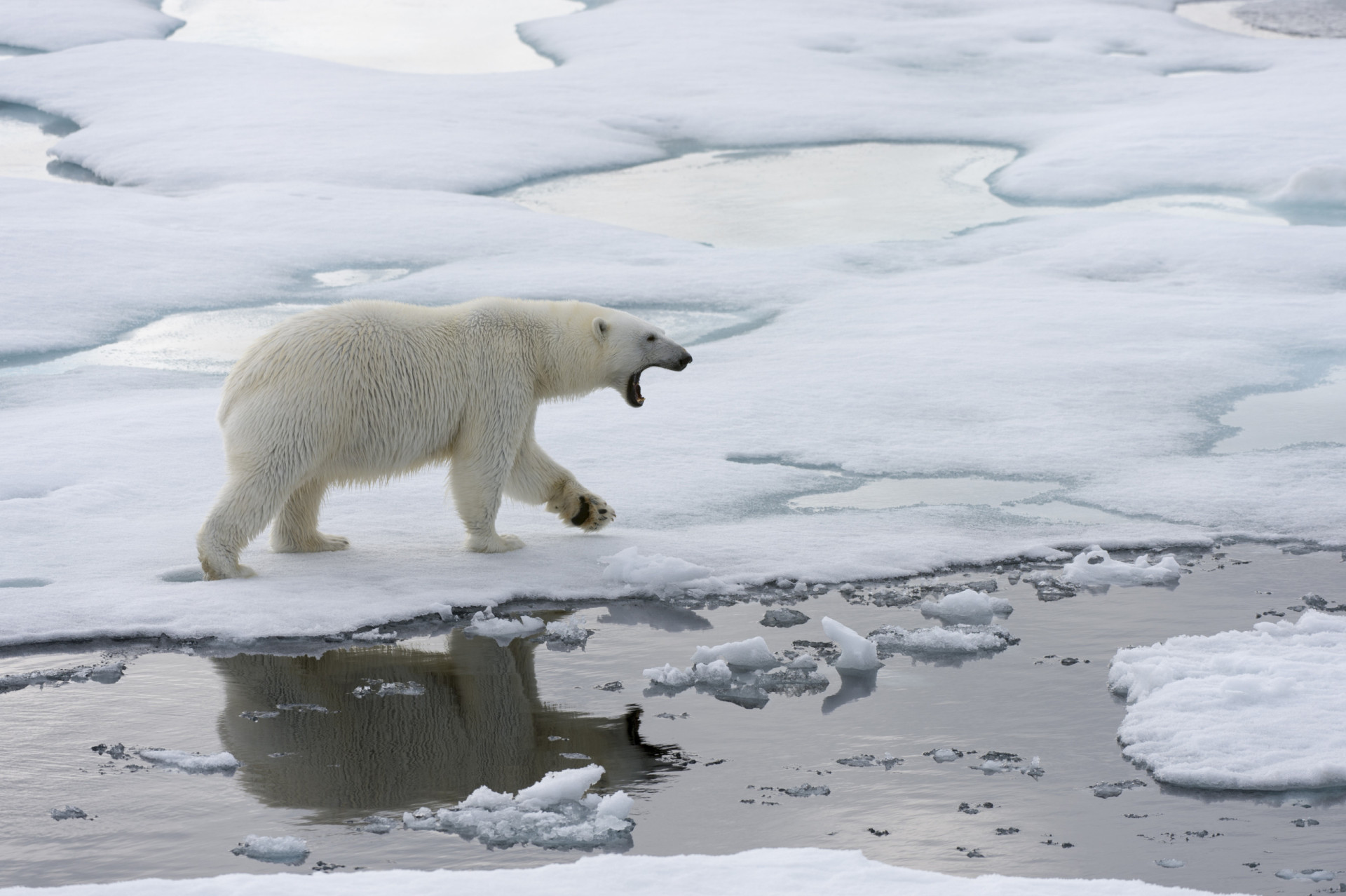 Canada's most dangerous creatures