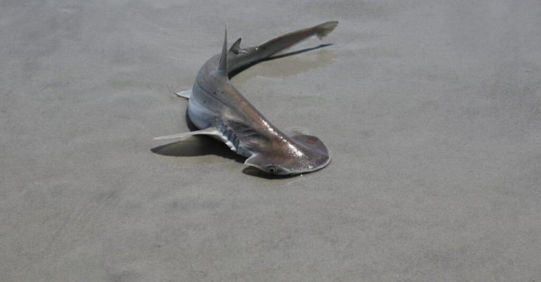 What’s a Baby Hammerhead Shark Called + 4 More Facts!