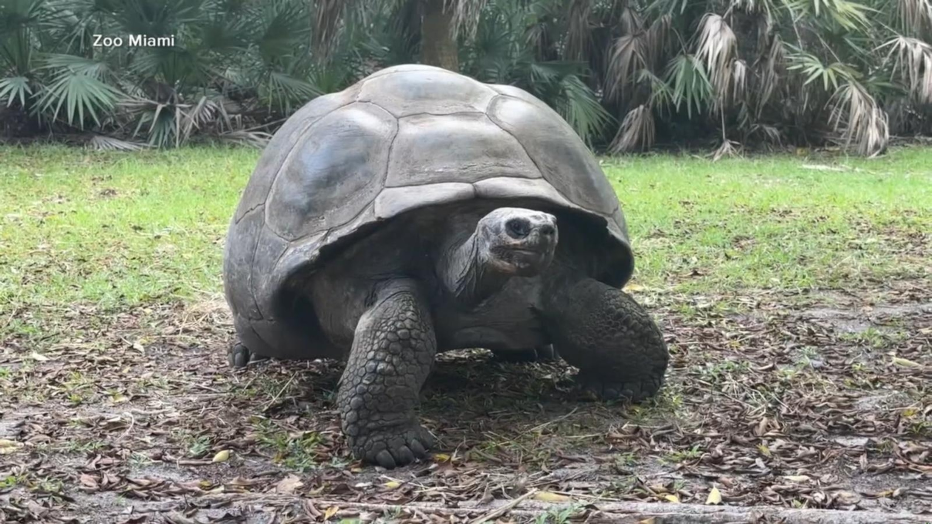 134-year-old tortoise becomes dad for 1st time