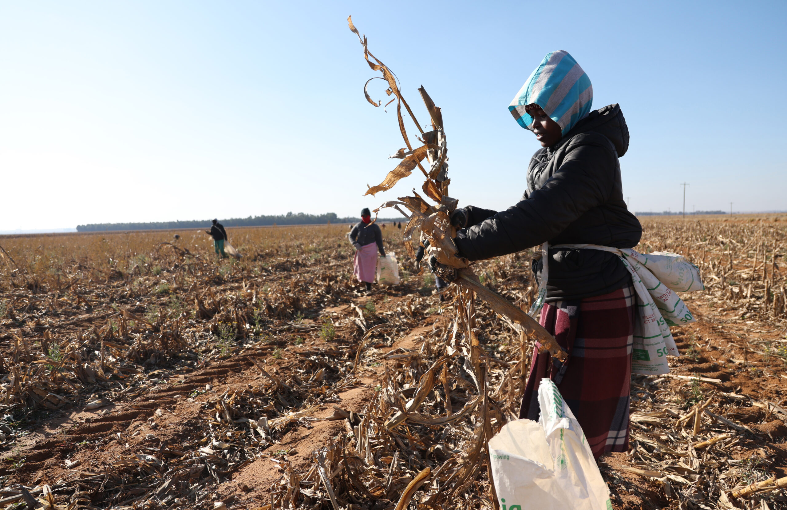 Fire and grain: Gleaning corn and burning veld outside Bothaville