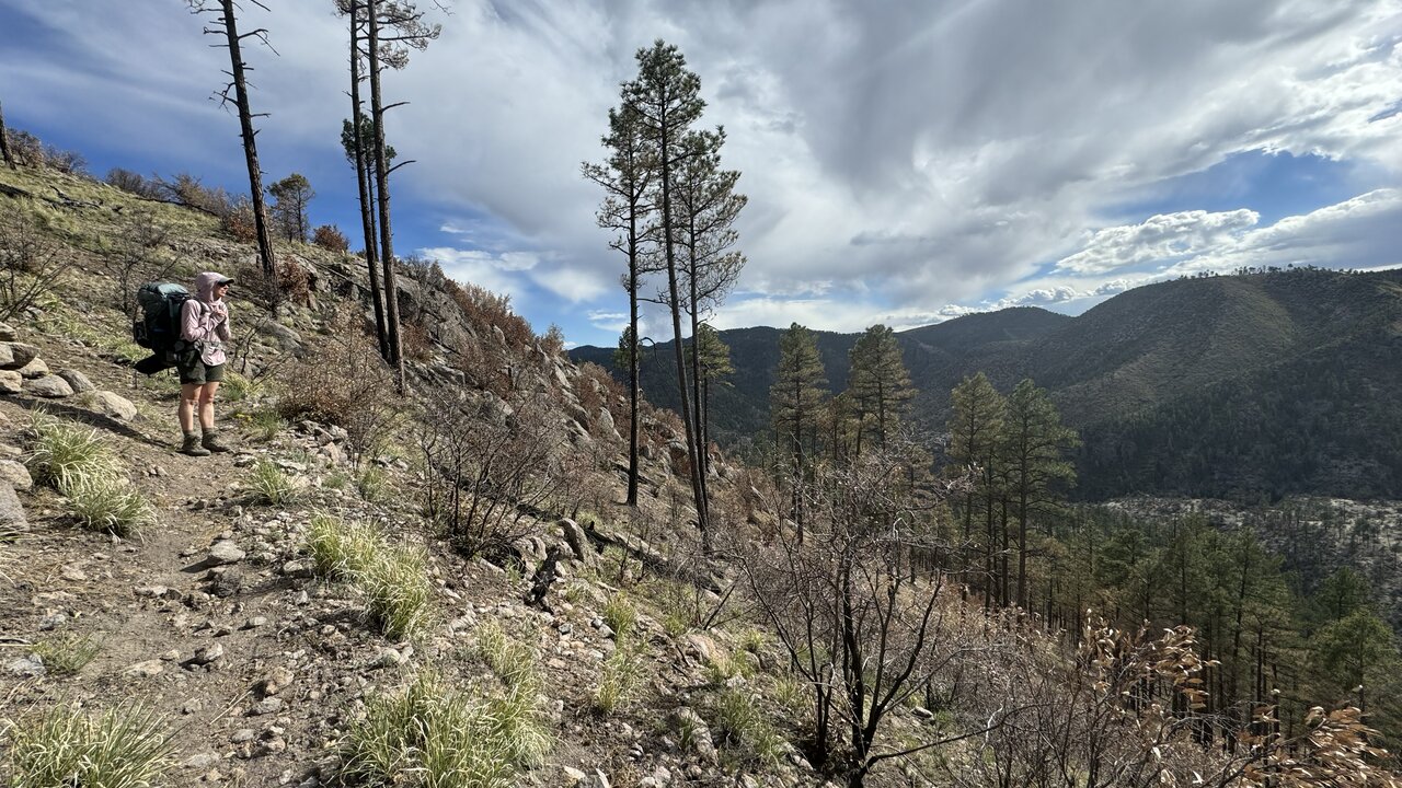 Making trees in fire-maintained forest less susceptible to drought