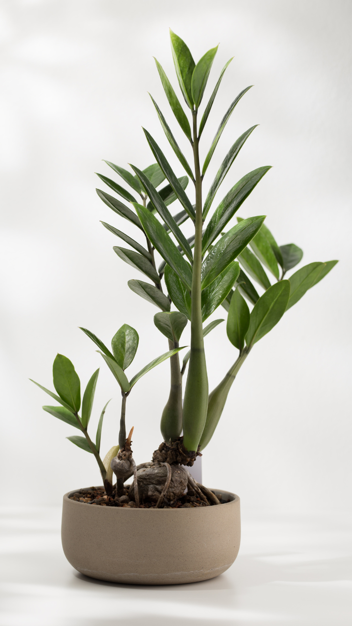 9 reasons why every home should have a ZZ plant indoors or in the balcony