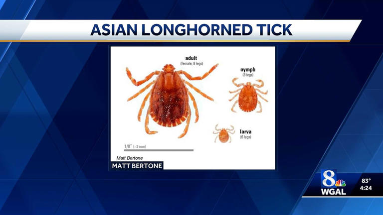 Invasive tick has been found in the Susquehanna Valley | What you need ...