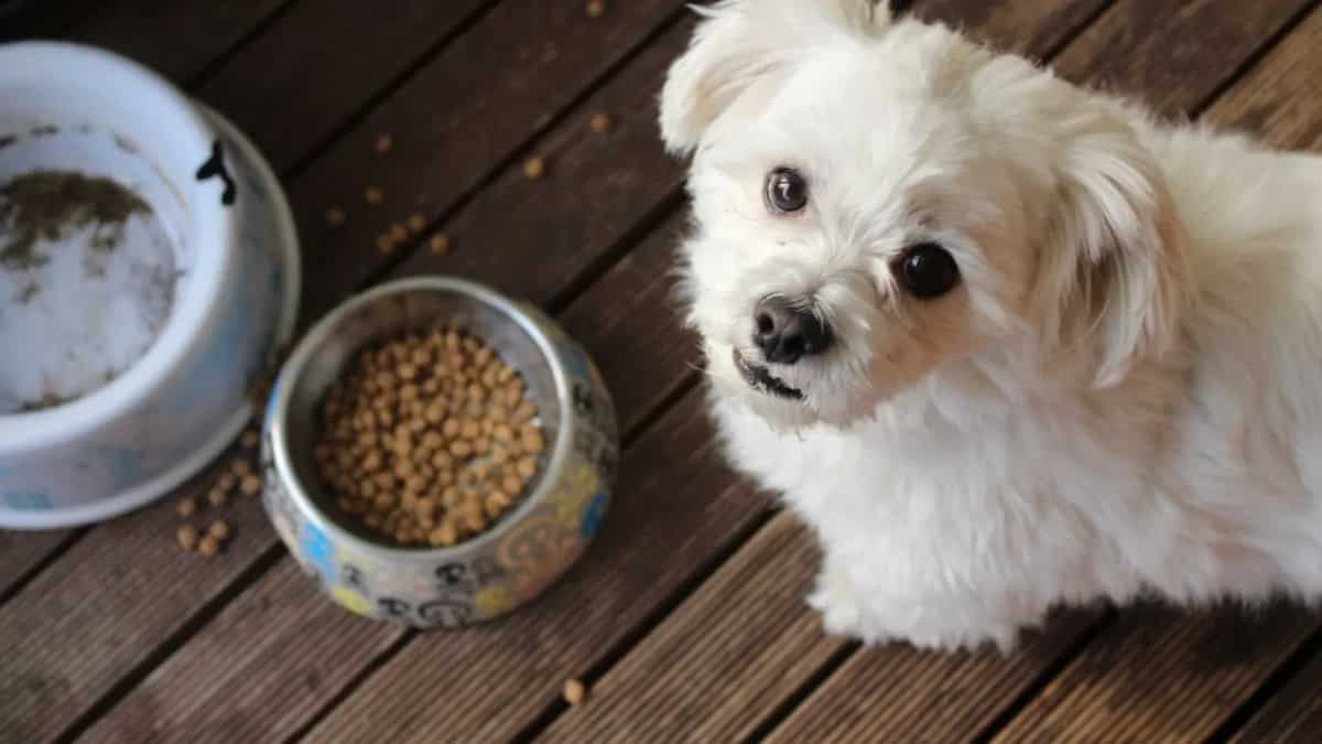 Quick & Healthy Homemade Meals For Your Dog Using Pantry Staples