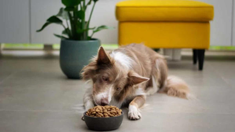 Quick & Healthy Homemade Meals For Your Dog Using Pantry Staples