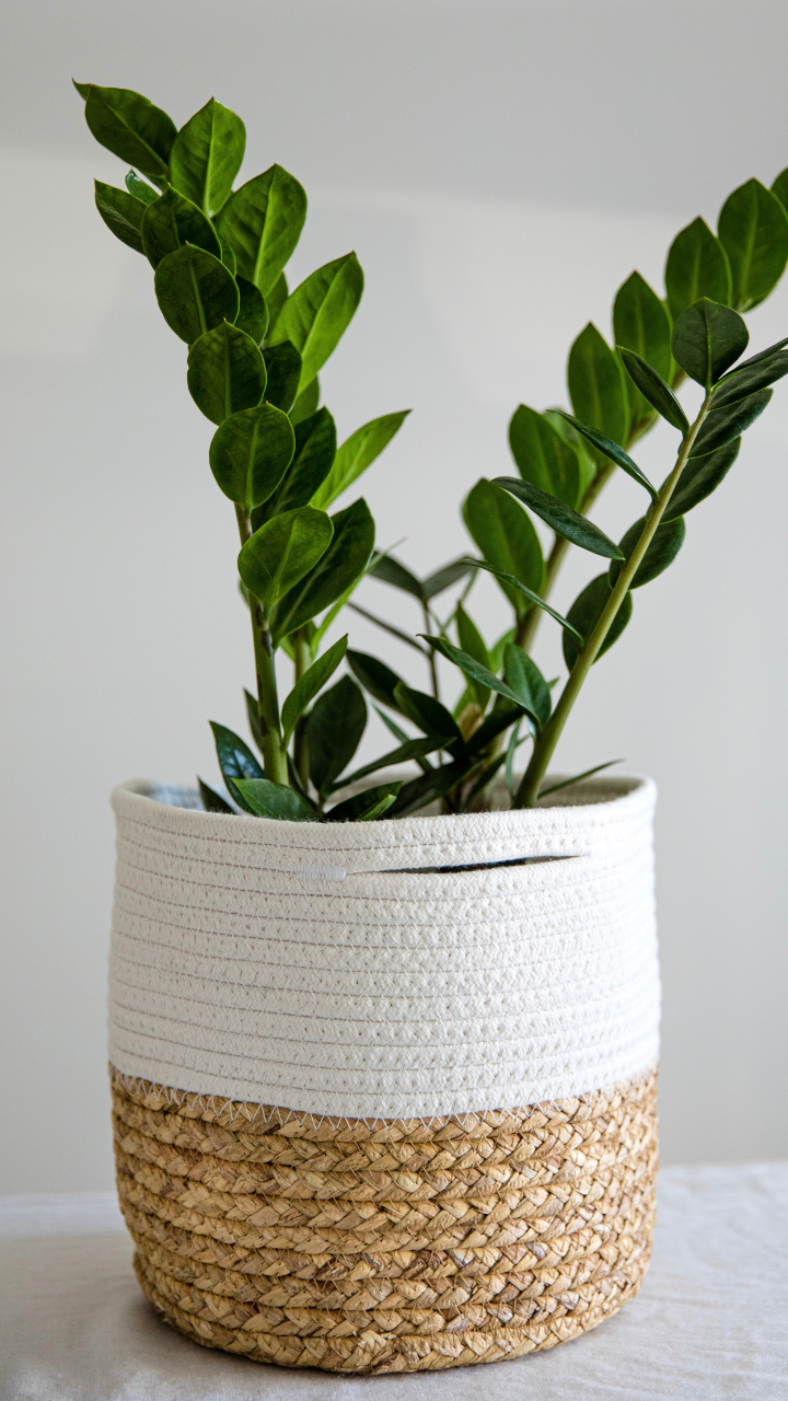 9 reasons why every home should have a ZZ plant indoors or in the balcony