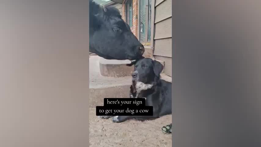 Farm Dog and Cow Have Adorable Friendship