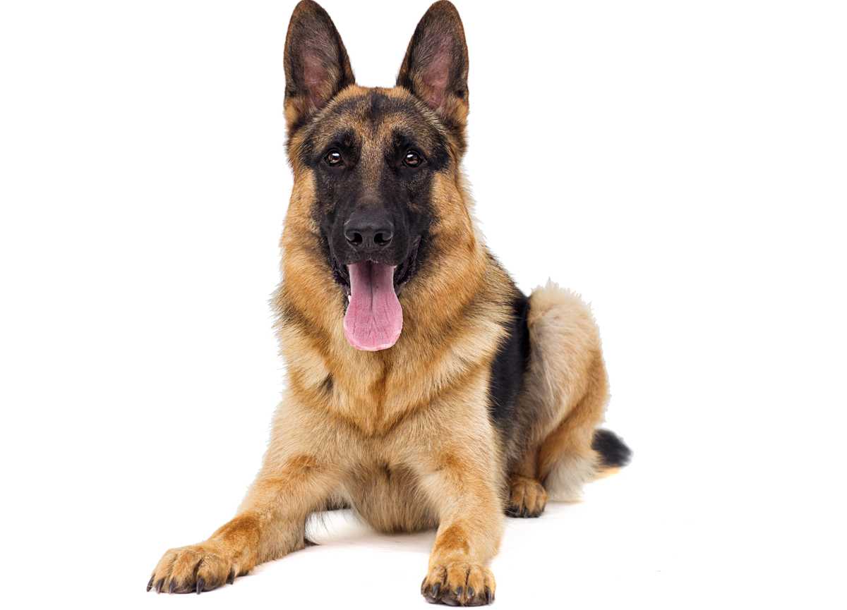 Las mejores razas de perros para proteger tu hogar